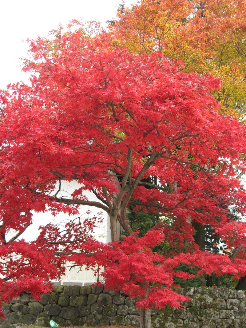 JAPAN 2006 - Temples and Shrines
